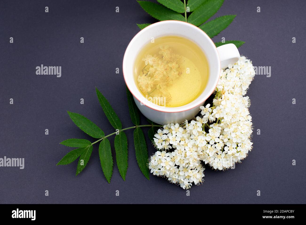 Rowan flower hi-res stock photography and images - Alamy