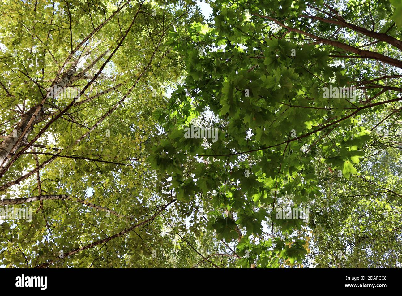 Beautiful green summer background. Summer day in forest wallpaper Stock ...