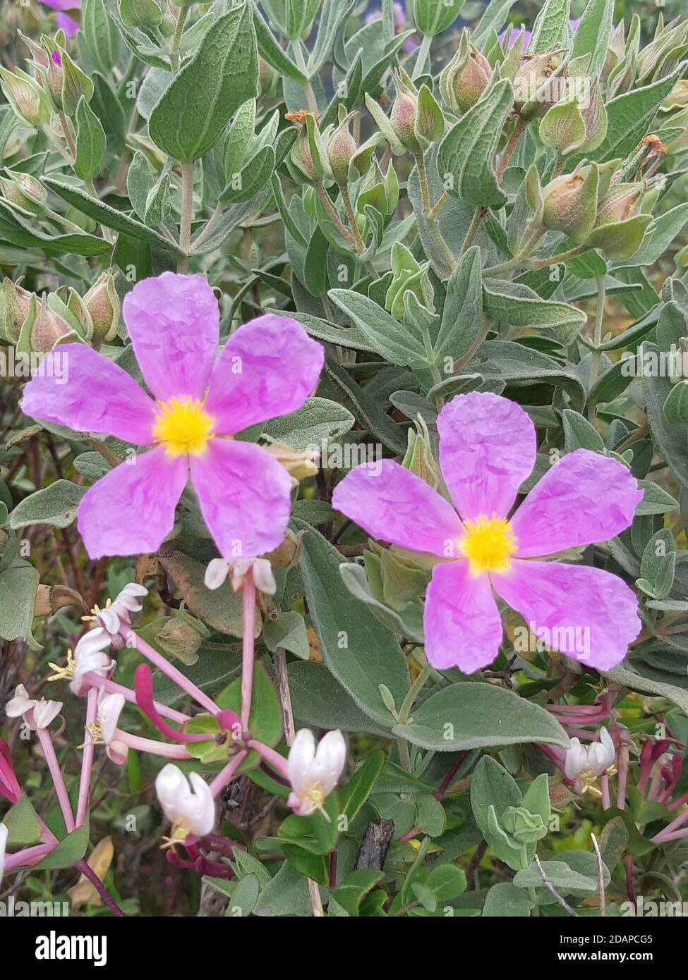 Rockrose plant cistus albidus hi-res stock photography and images - Alamy