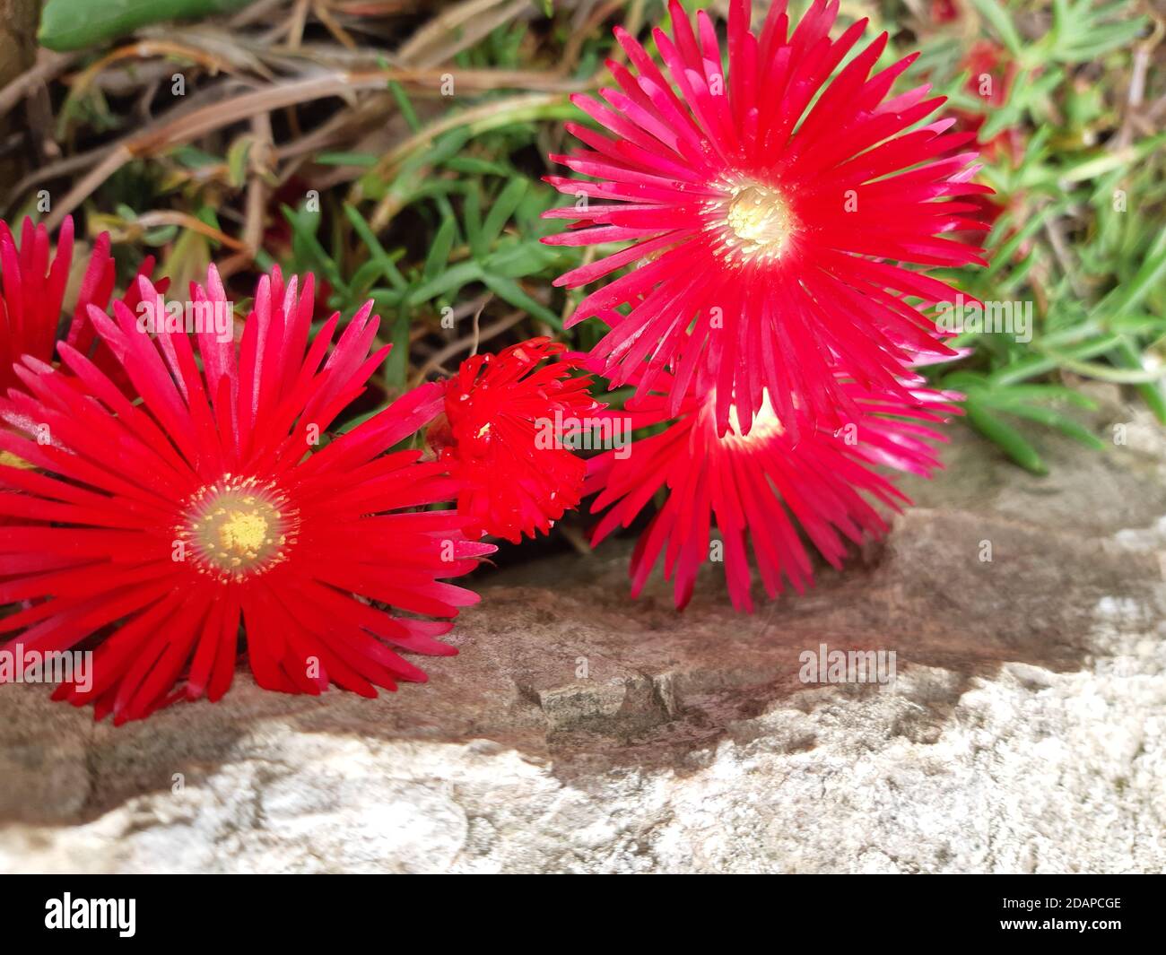 Karkalla flower hi-res stock photography and images - Alamy