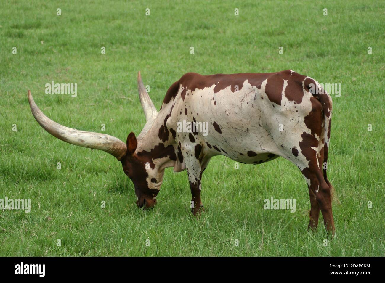 Bahima High Resolution Stock Photography and Images - Alamy