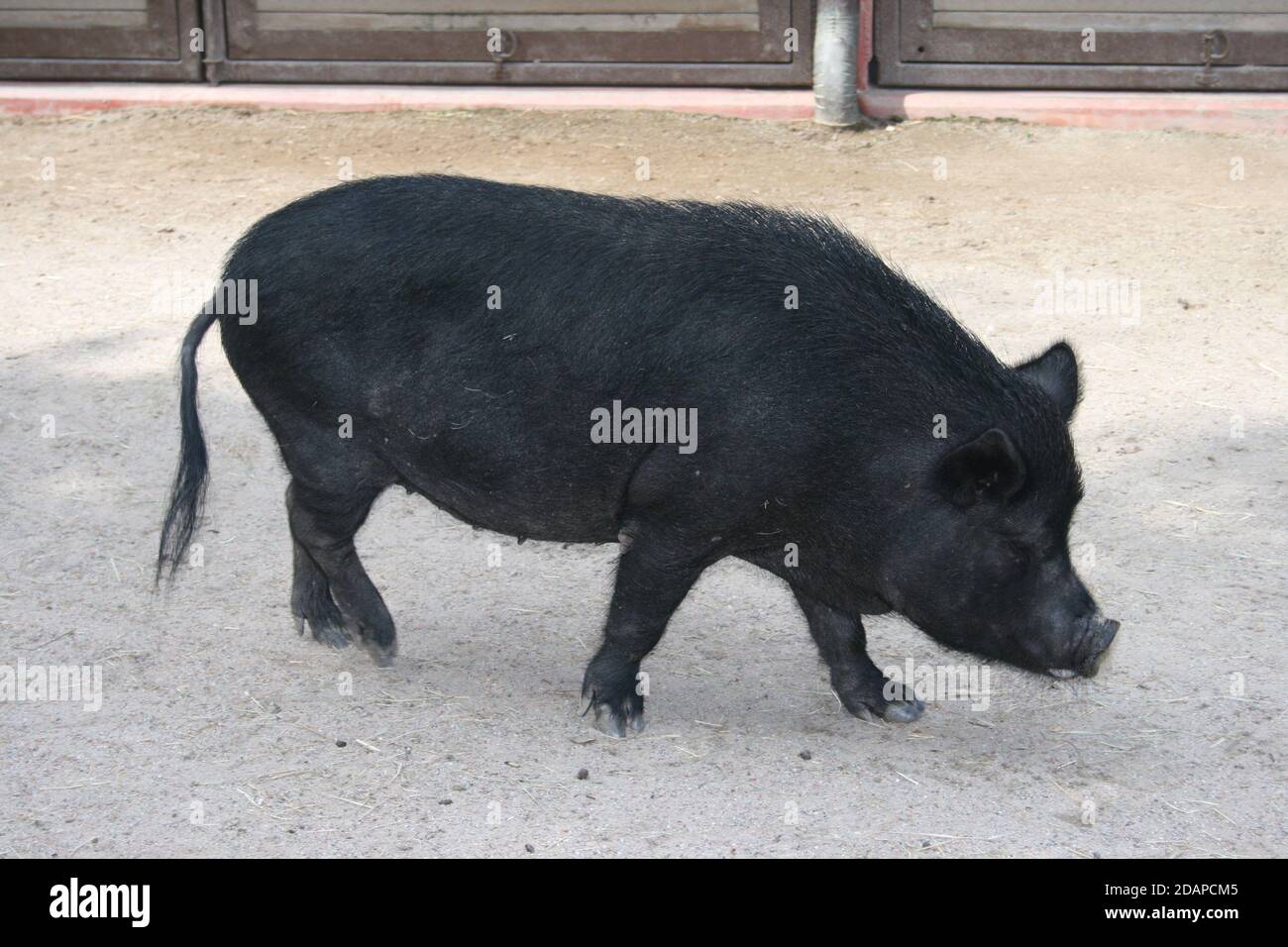 Pig walking hi-res stock photography and images - Alamy