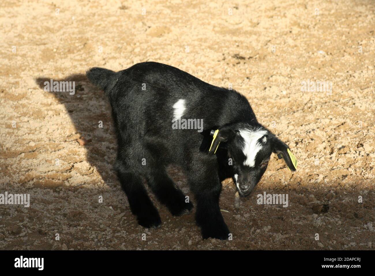 little goat from gabon at the Barcelona zoo Stock Photo - Alamy