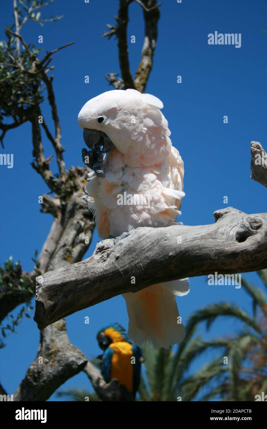 Resting cockatoo hi-res stock photography and images - Alamy