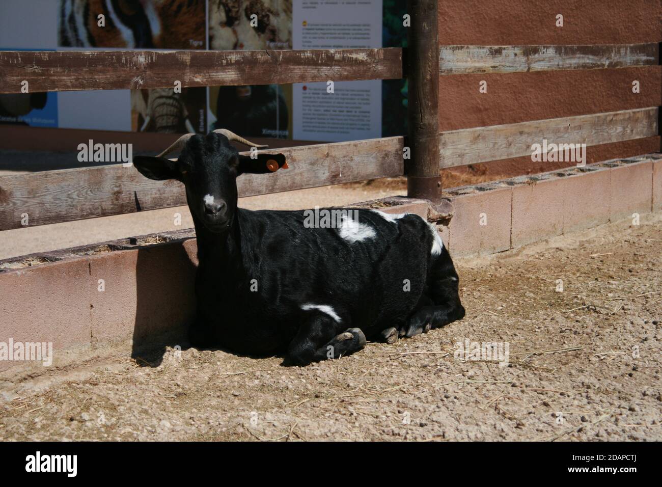 goats in the zoo one summer day Stock Photo - Alamy