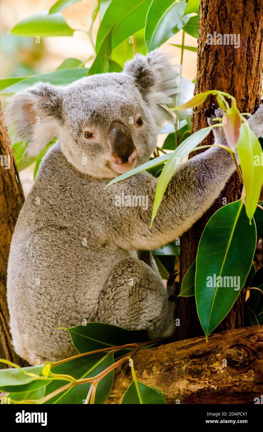 Vertical shot of a cute Koala in a zoo Stock Photo - Alamy