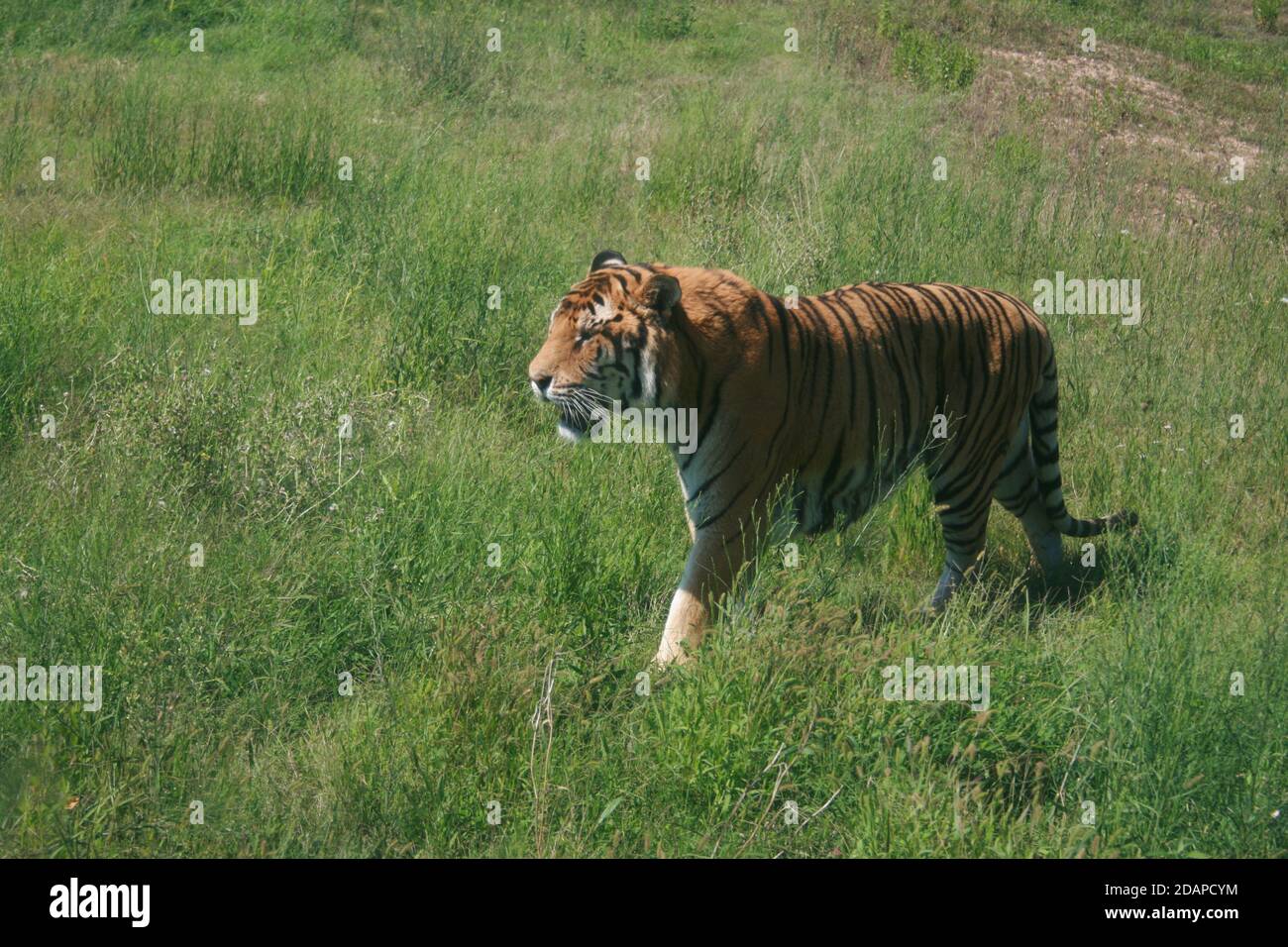 tiger walking in the woods Stock Photo - Alamy