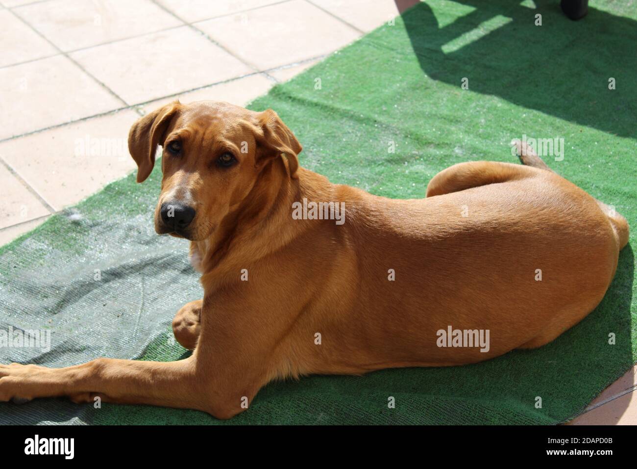 Light brown dog resting in the sun Stock Photo - Alamy