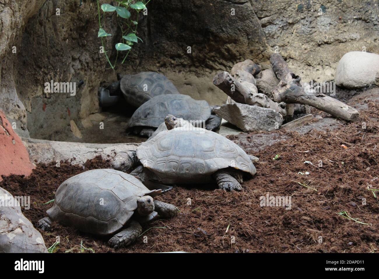 Turtles from the Barcelona zoo. Catalonia. Spain Stock Photo - Alamy