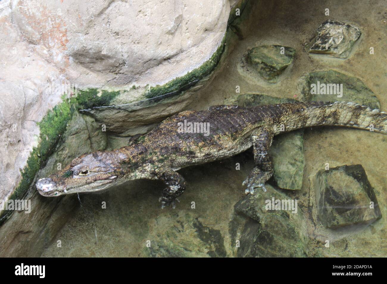 Spain zoo crocodiles hi-res stock photography and images - Alamy