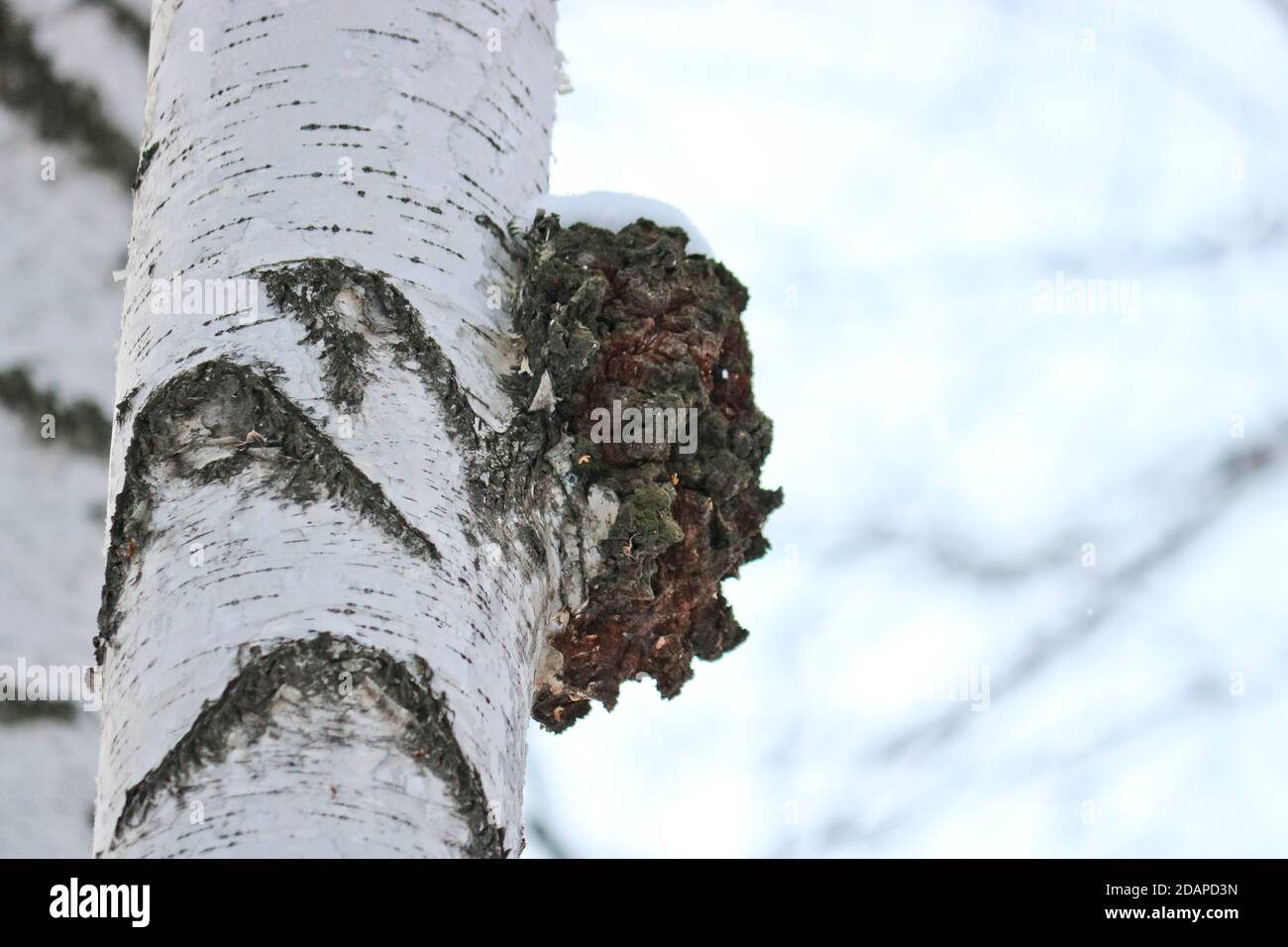 Chaga (Inonotus obliquus) is a fungus from the Hymenochaetaceae family ...
