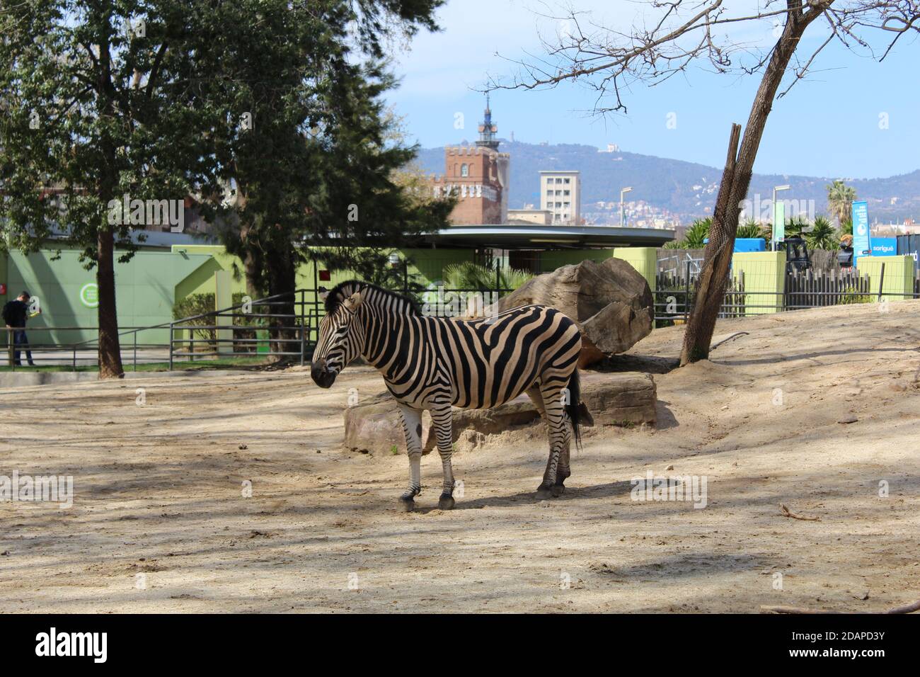 Zebra sunbathing in the Barcelona zoo Stock Photo - Alamy