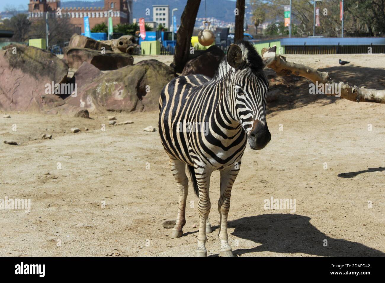 Zebra sunbathing in the Barcelona zoo Stock Photo - Alamy