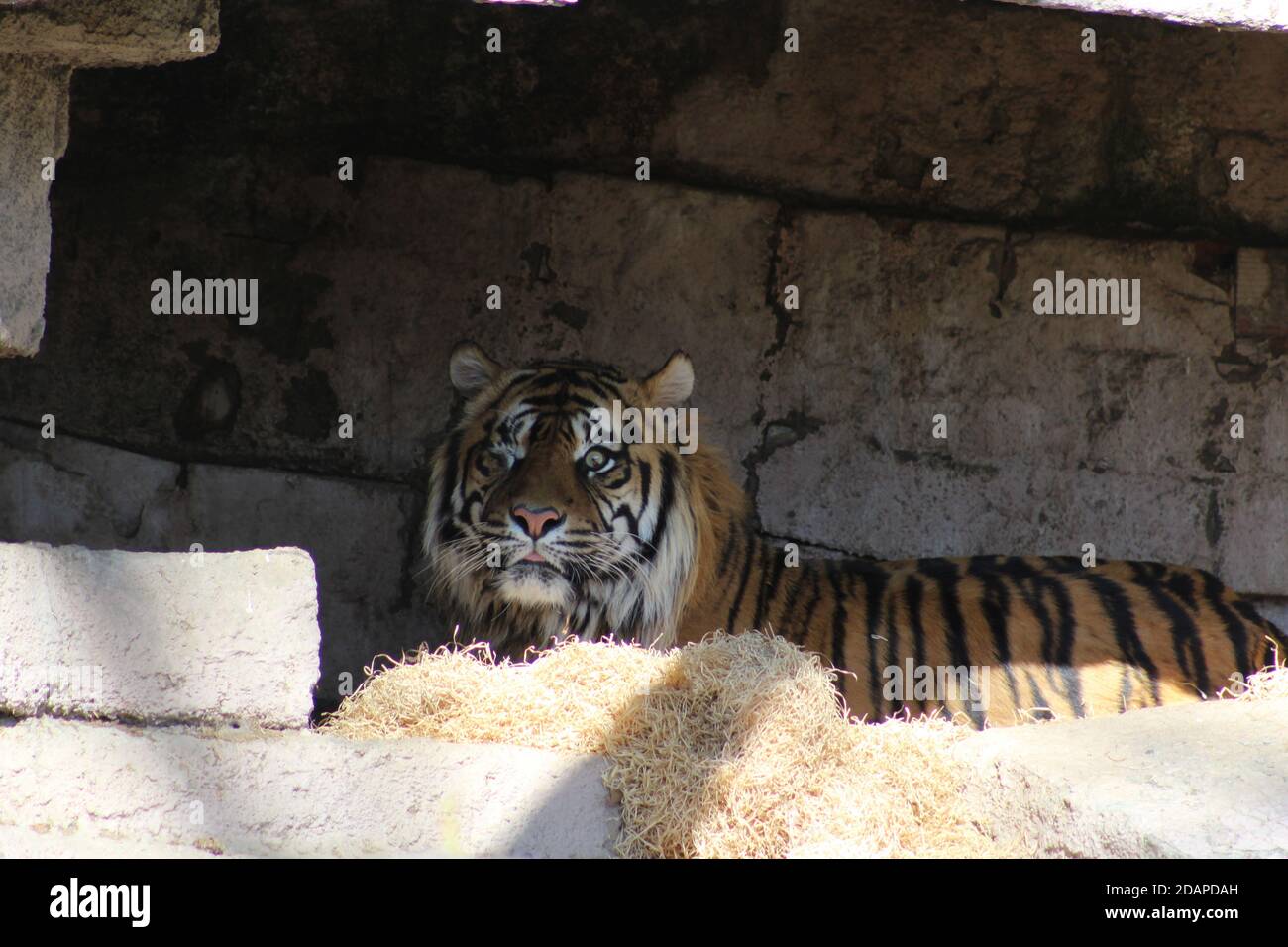 tiger winking at me in the zoo Stock Photo - Alamy