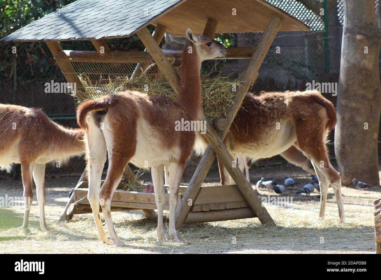 Guanaco eating on sunny hi-res stock photography and images - Alamy
