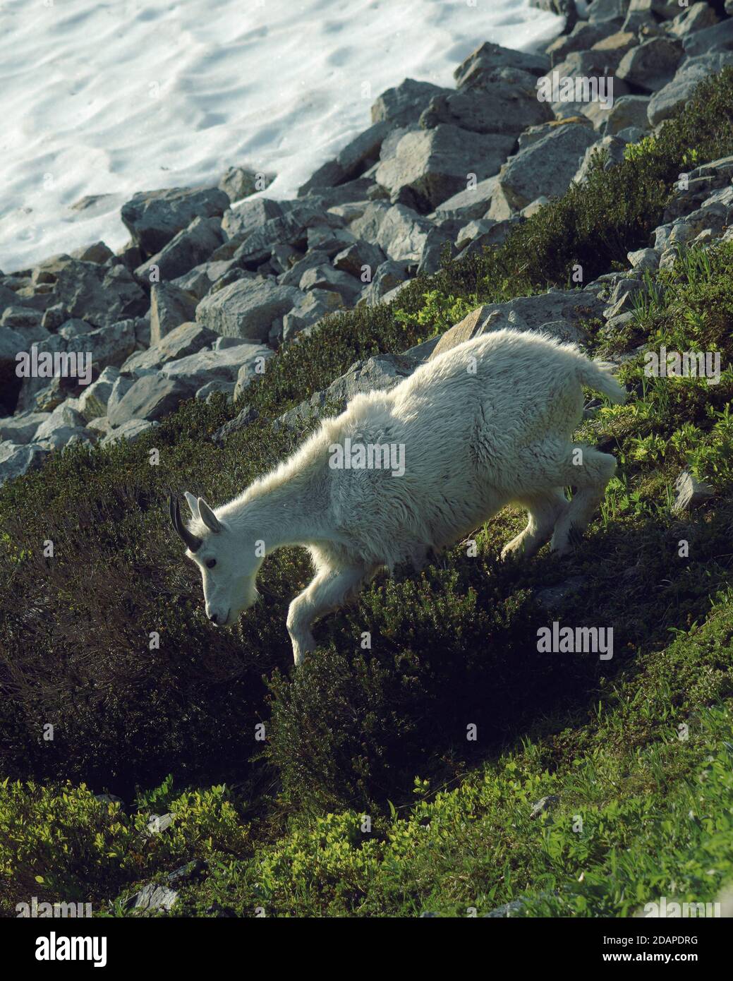 Mountain goat kid running down an alpine meadow in the North Cascades ...