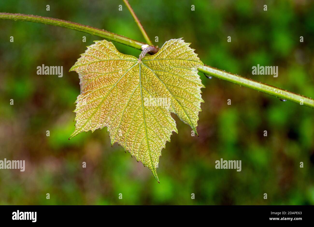 A young grape vine leaf is ordanined with color, texture and shape ...