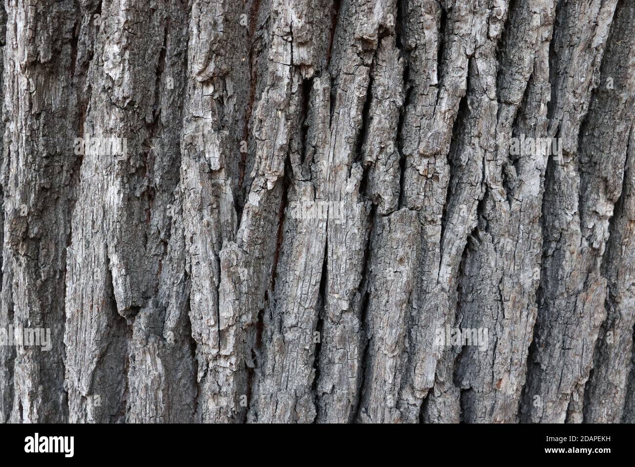 Beautiful bark surface texture. Abstract tree surface. Crack and ...