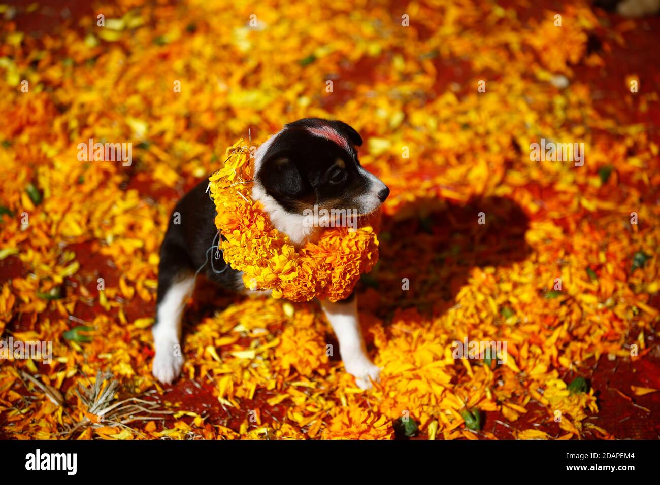 Lalitpur, Nepal. 14th Nov, 2020. A rescued dog decorated with garlands ...