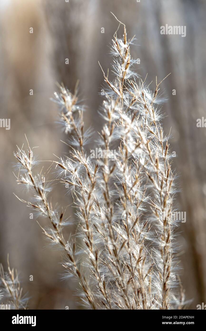 Field of silvergrass hi-res stock photography and images - Alamy