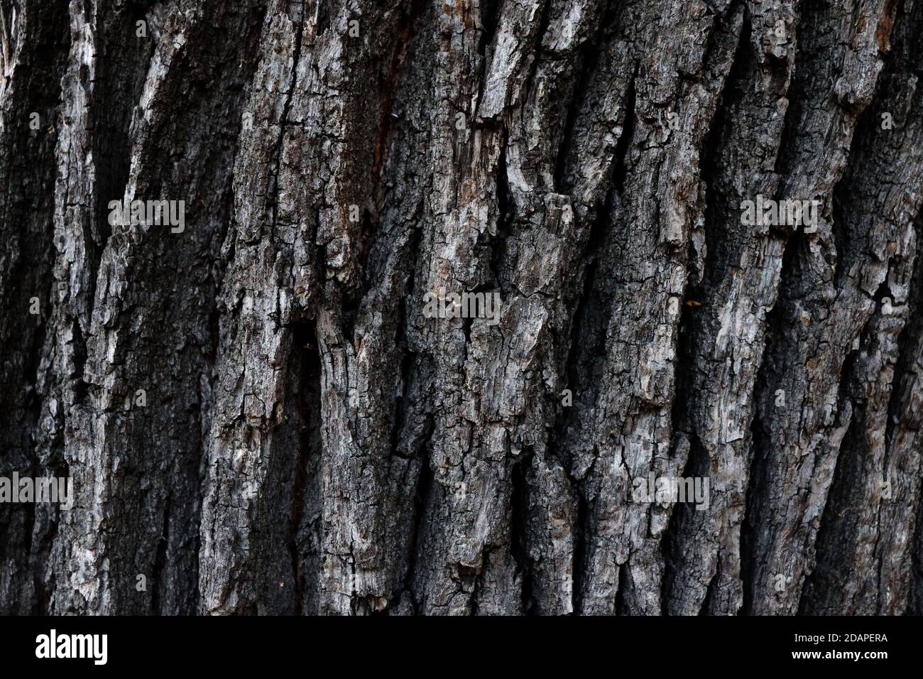 Old dark bark texture. Abstract old cracked and scratched wooden ...