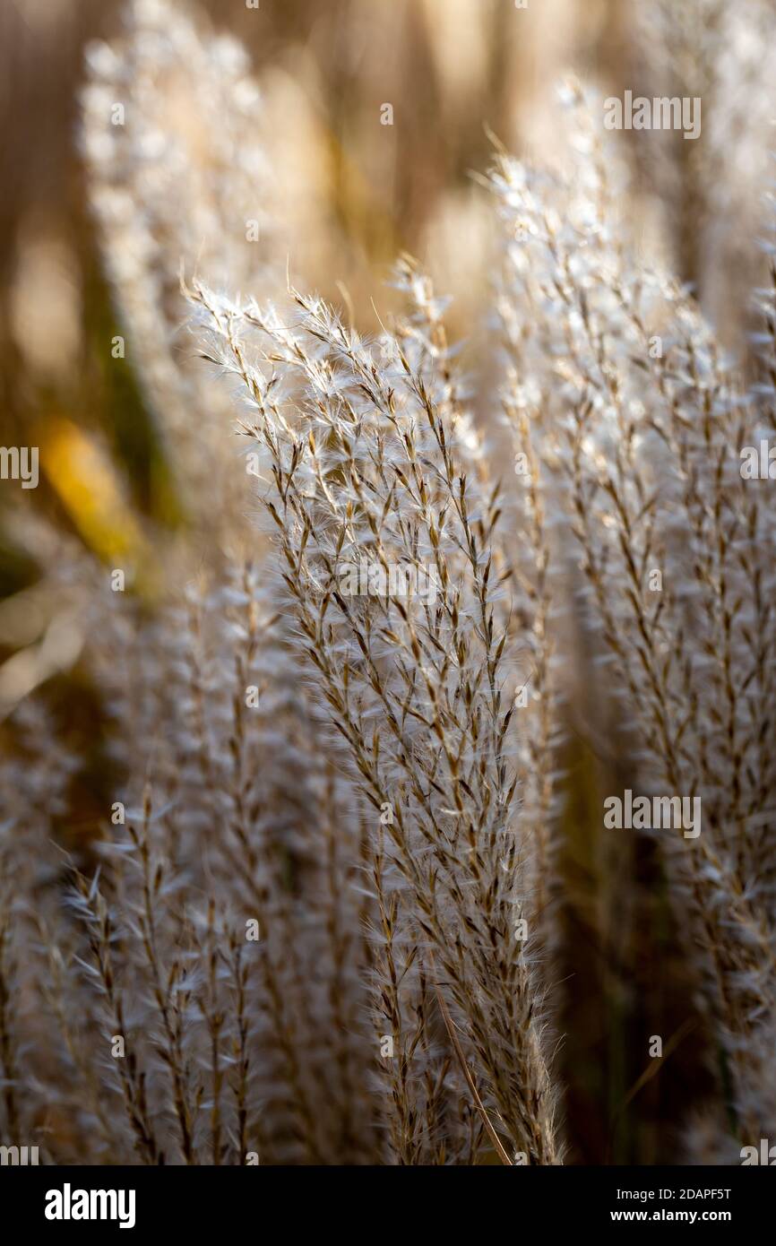 Chinese Silvergrass High Resolution Stock Photography and Images - Alamy