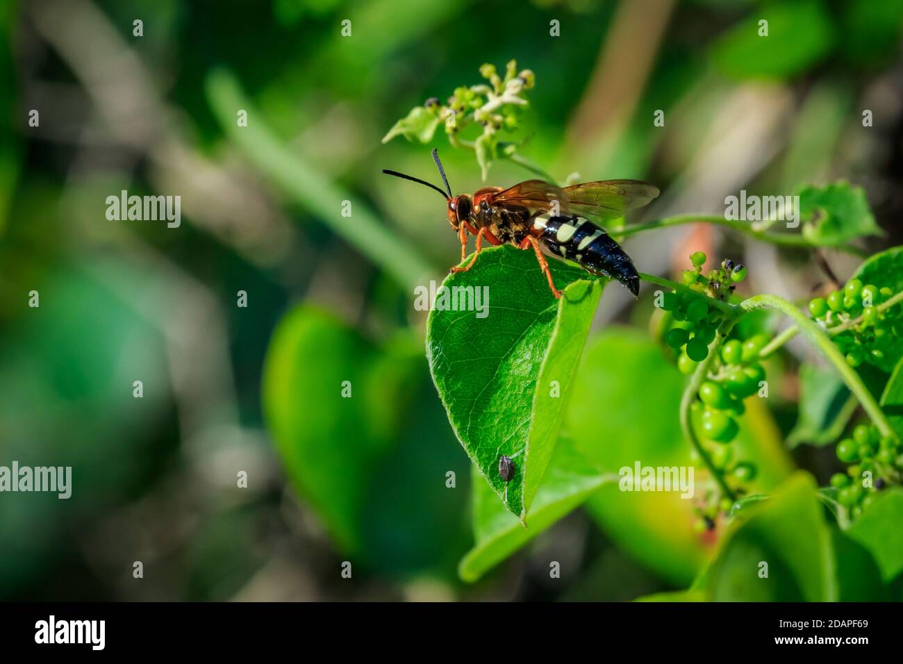 Cicada Killer (Sphecius speciosus) wasp Stock Photo - Alamy