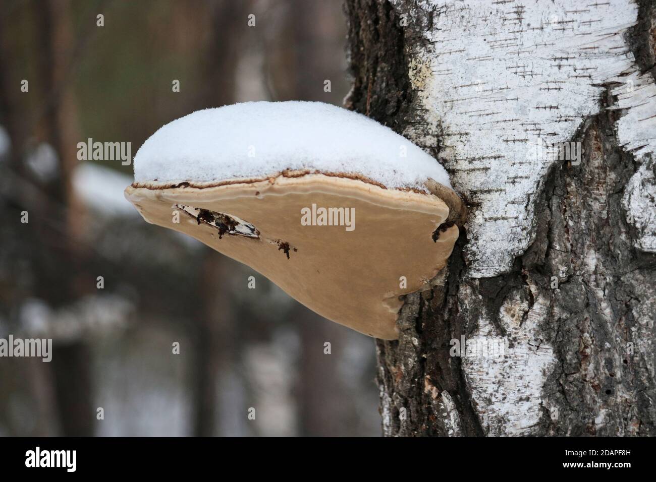 Tinder fungus or hoof fungus (Fomes fomentarius) grows on birch wood ...