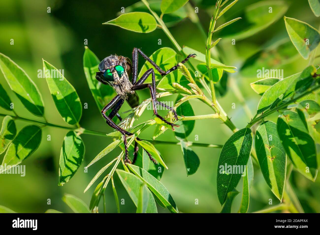 Robber flies on green hi-res stock photography and images - Alamy