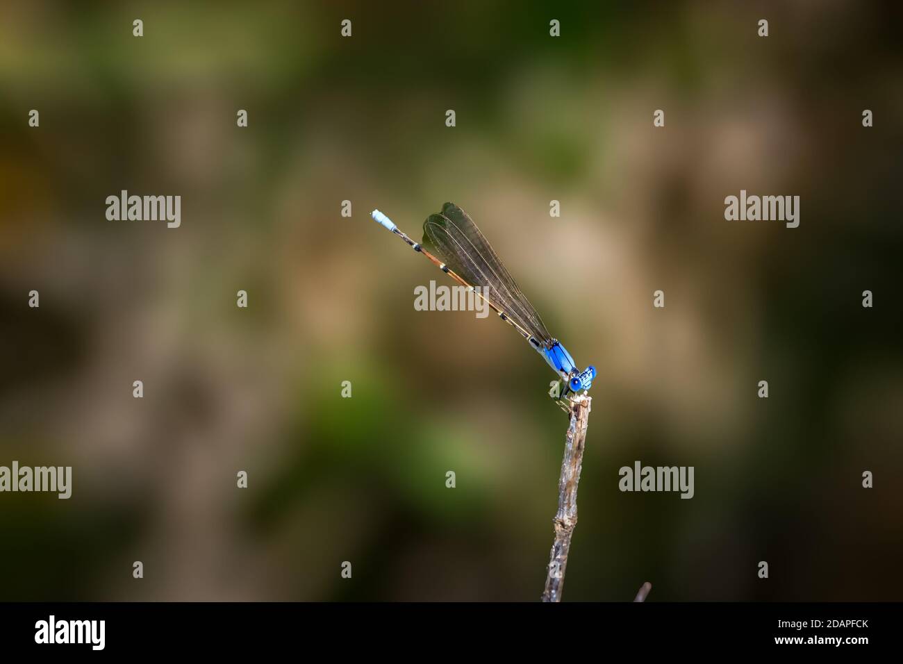 Male Blue-fronted dancer damselfly (Argia apicalis) on a lakeshore in ...