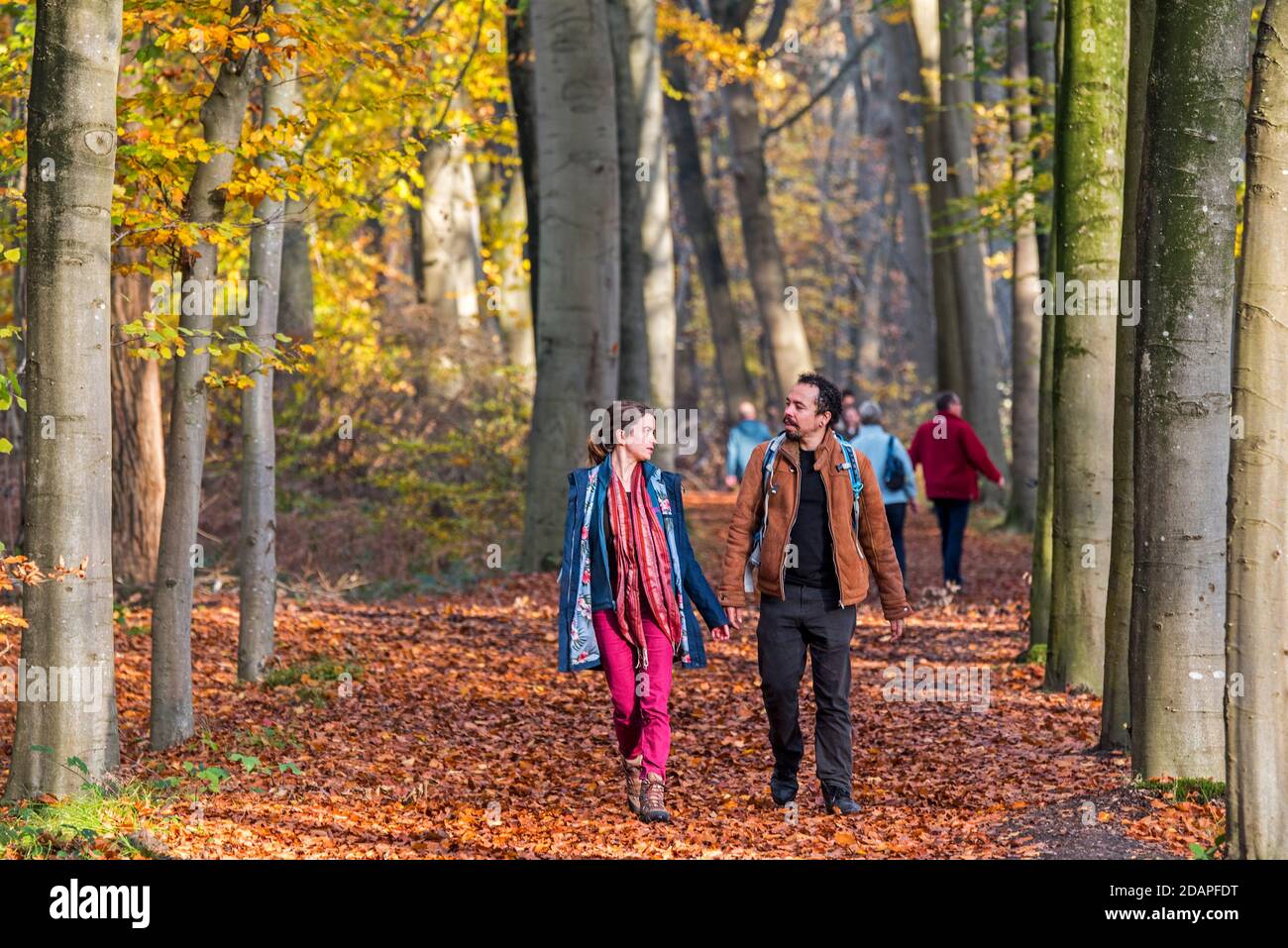 Walkers / couples walking along forest path in woodland during busy ...