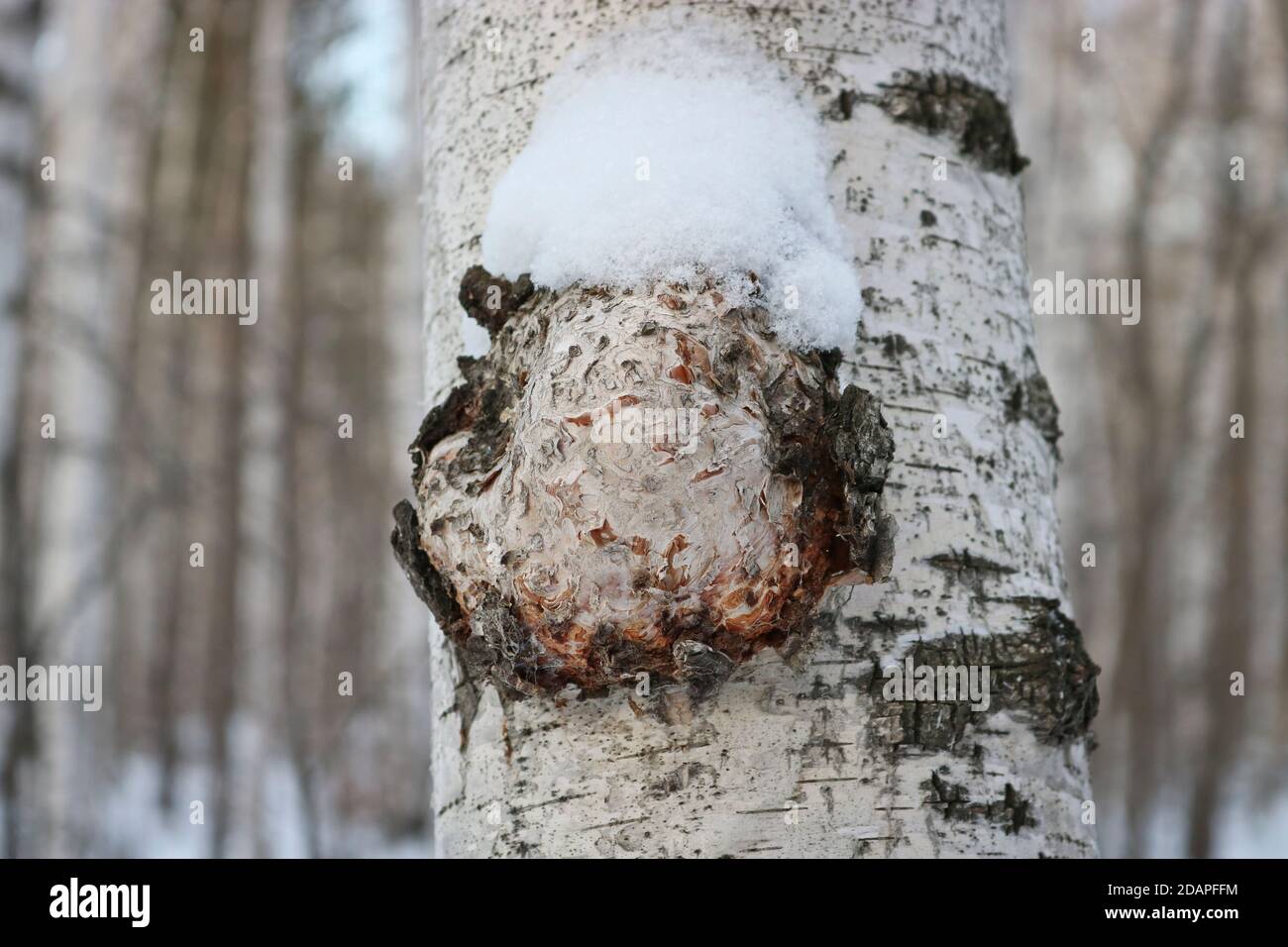 Chaga (Inonotus obliquus) is a fungus from the Hymenochaetaceae family ...
