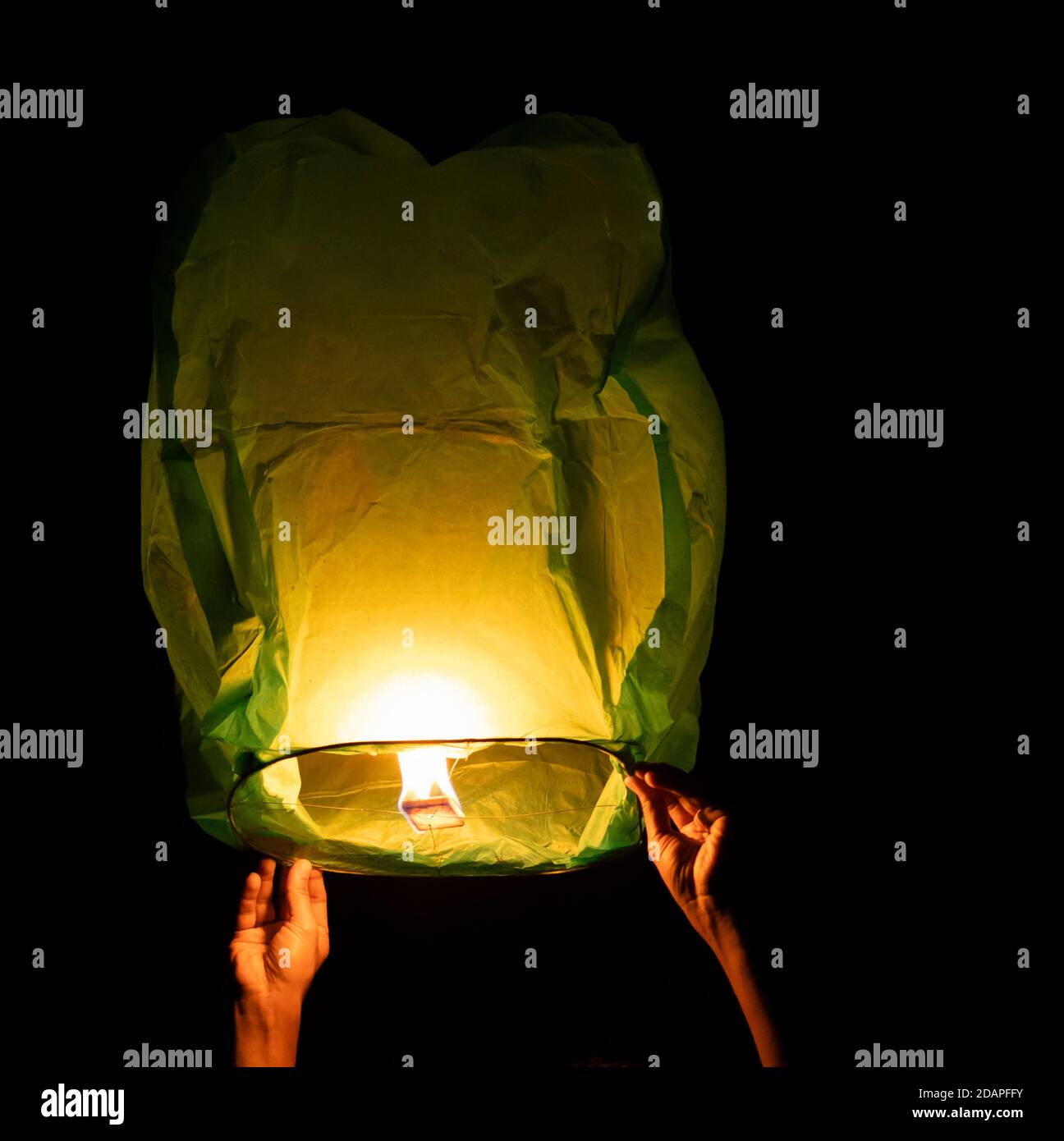 Indian lantern fly hi-res stock photography and images - Alamy