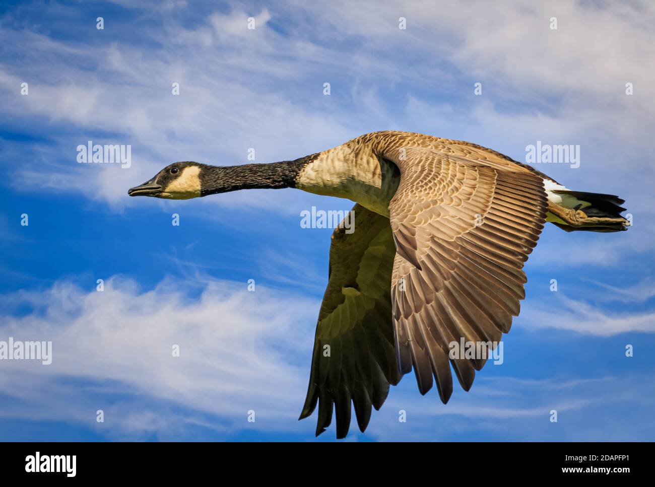 Canada Goose (Branta canadensis) in flight Stock Photo - Alamy