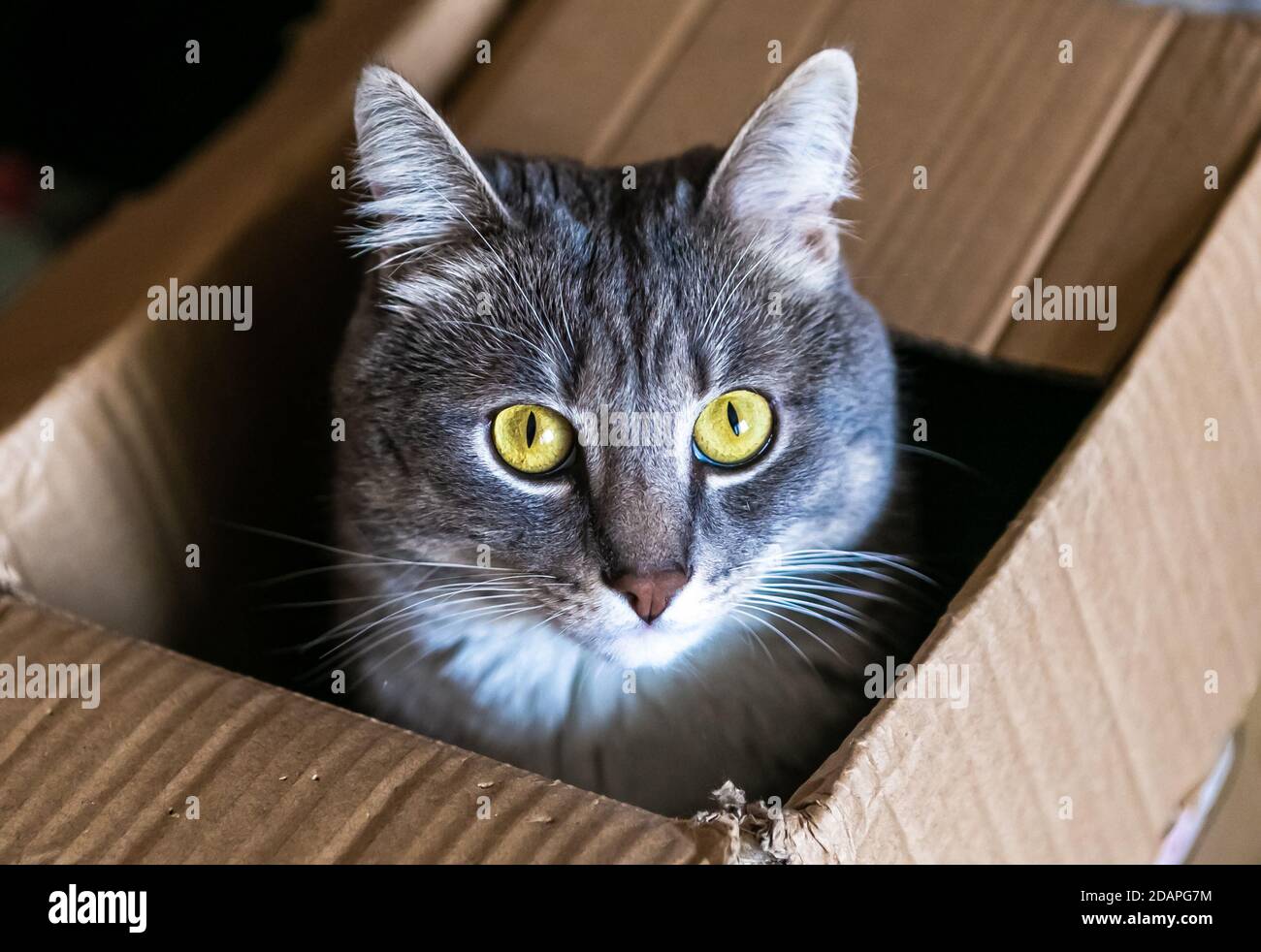 Portrait of grey cat in the box, top view Stock Photo - Alamy