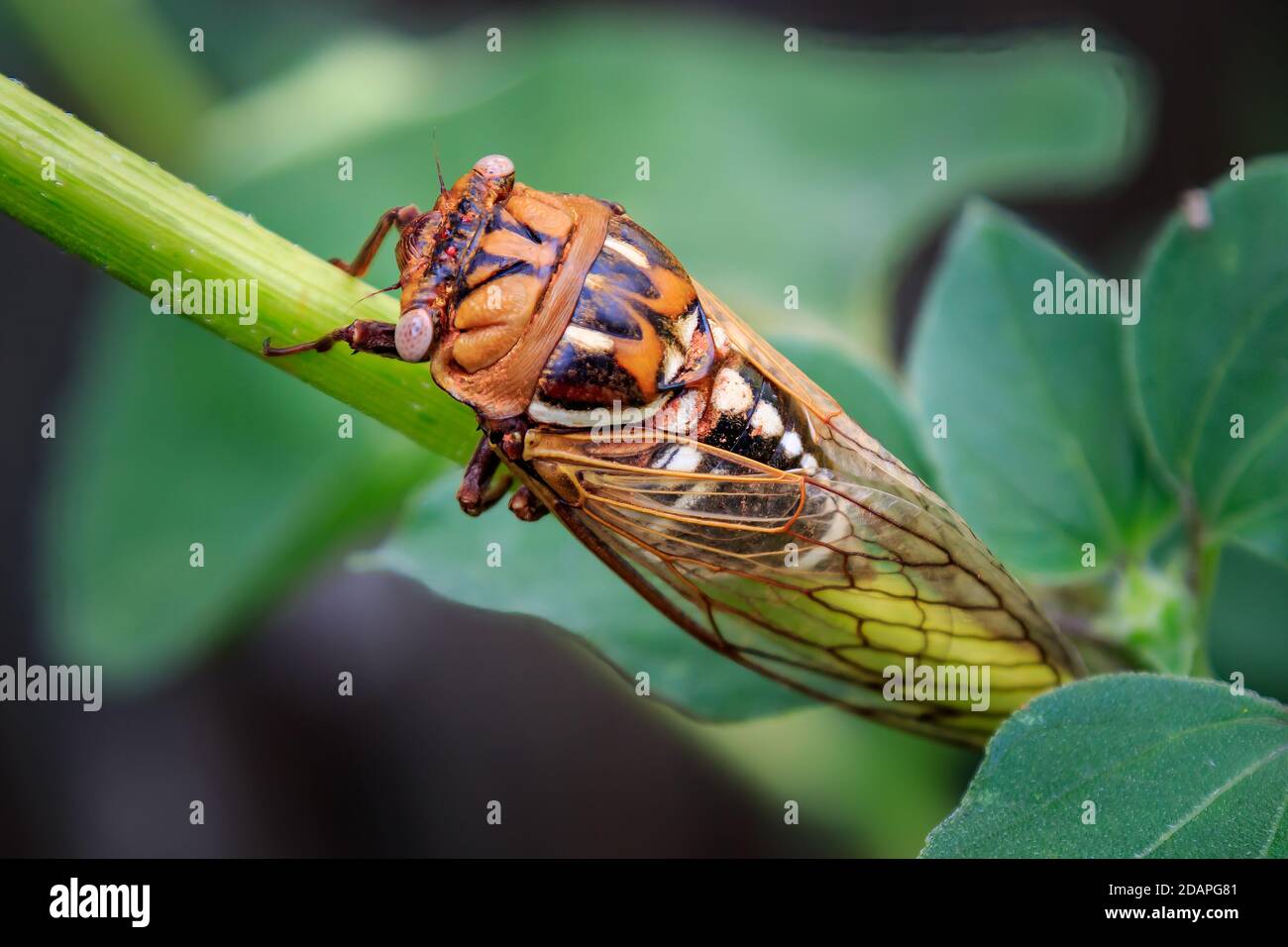 Western Bush Cicada (Megatibicen tremulus), also known as Cole's Bush ...