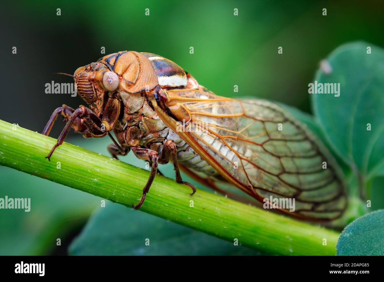 Western Bush Cicada (Megatibicen tremulus), also known as Cole's Bush ...
