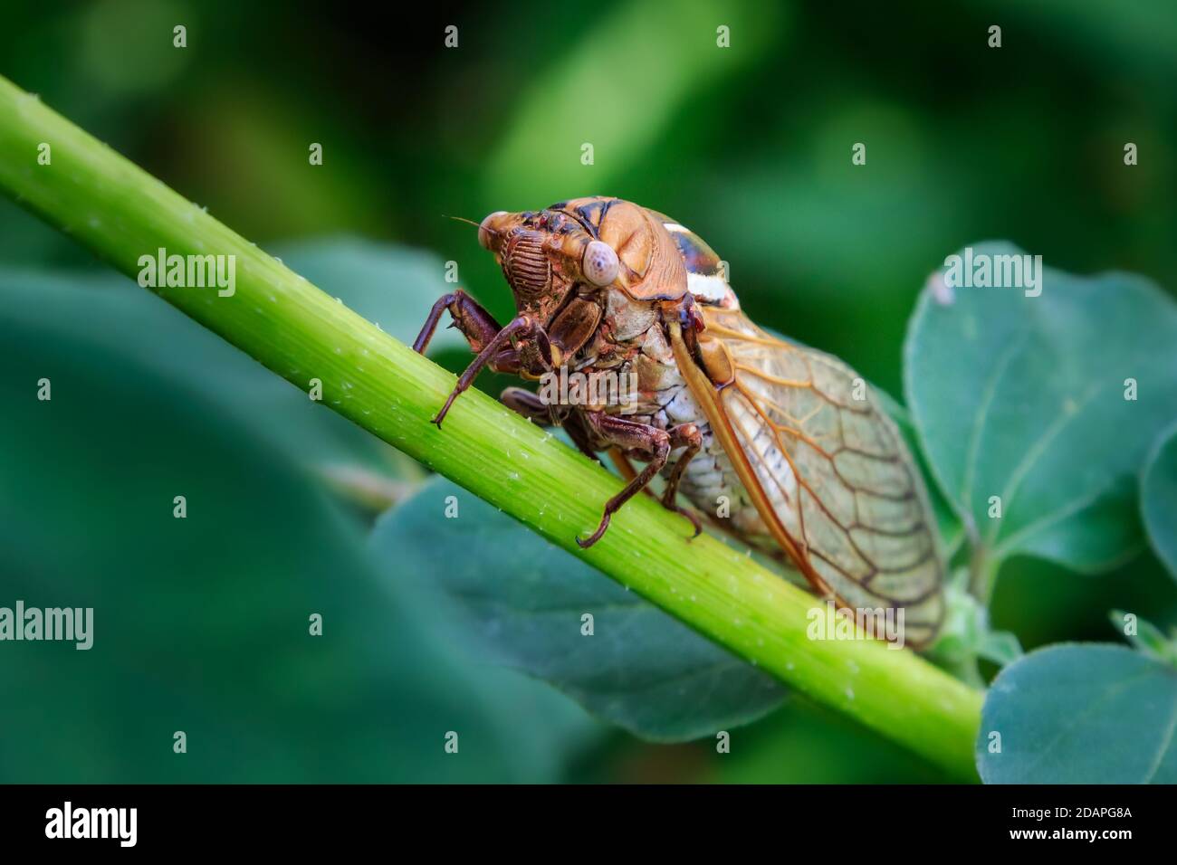 Western Bush Cicada (Megatibicen tremulus), also known as Cole's Bush ...