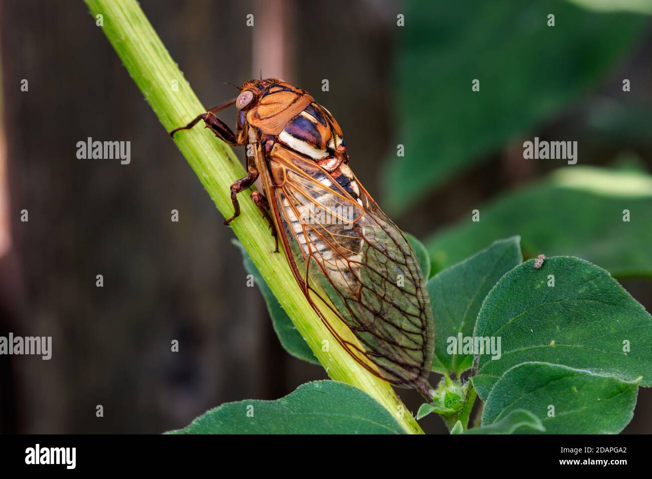 Western Bush Cicada (Megatibicen tremulus), also known as Cole's Bush ...