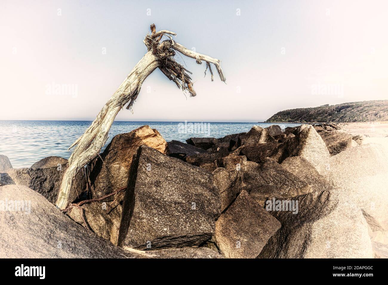 a withered branch on a stone wall Stock Photo - Alamy
