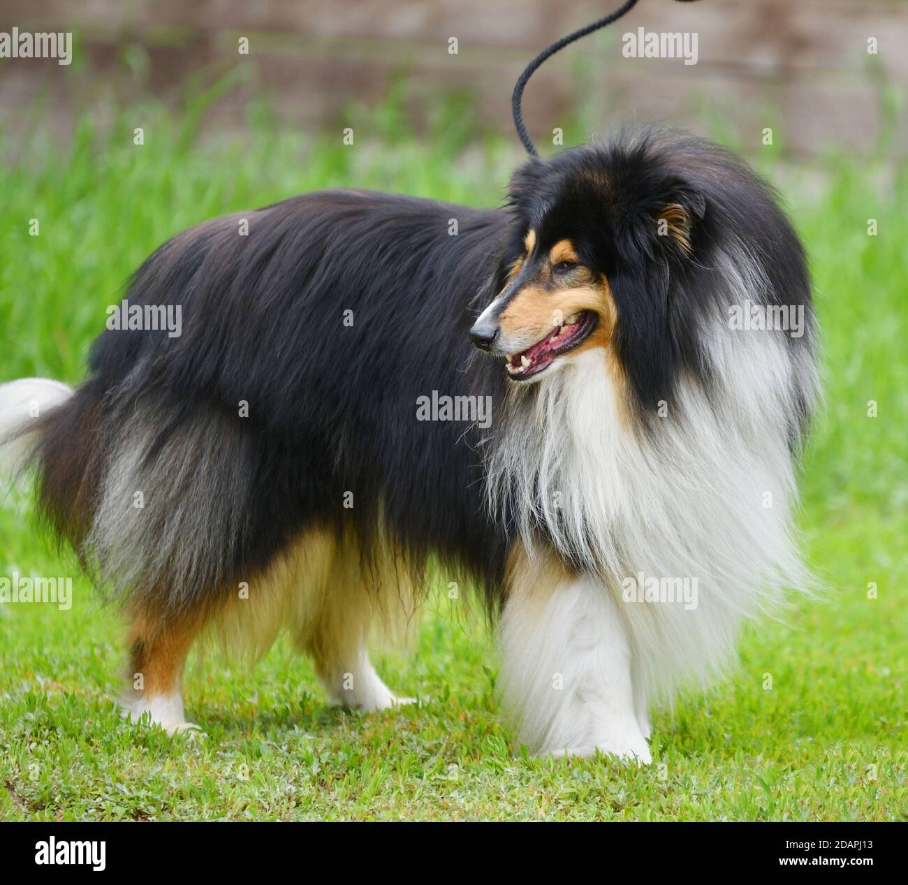 Dog breed collie on a walk on a summer day Stock Photo - Alamy