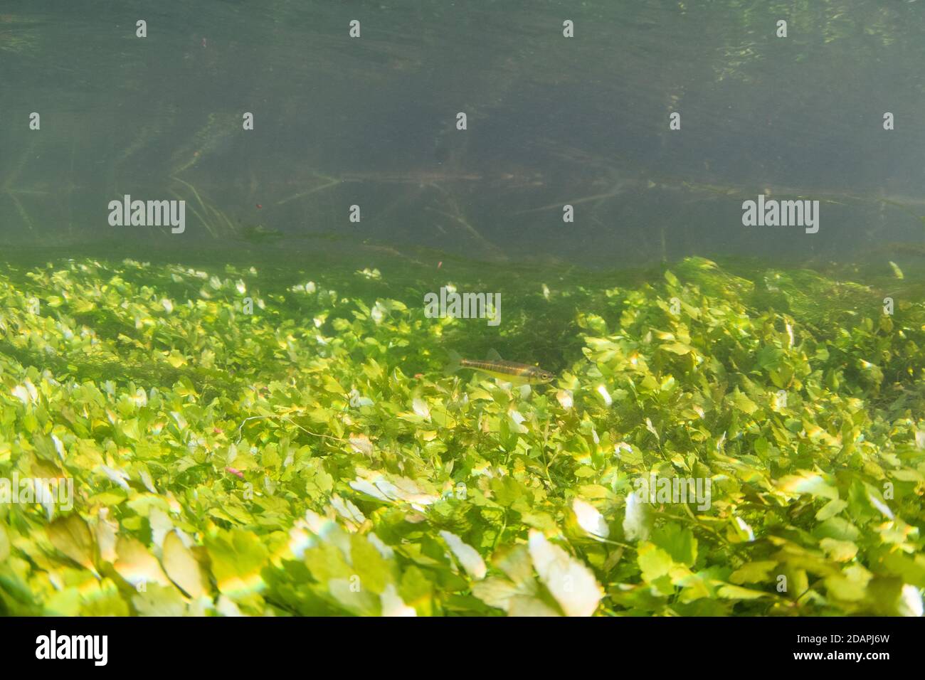 Minnow fish uk hi-res stock photography and images - Alamy