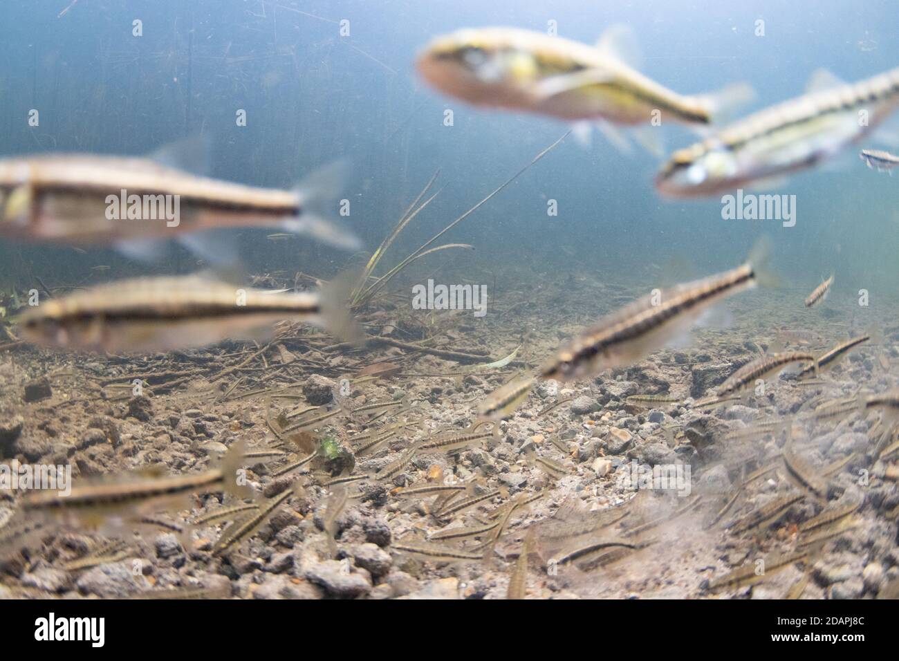 Minnow fish uk hi-res stock photography and images - Alamy