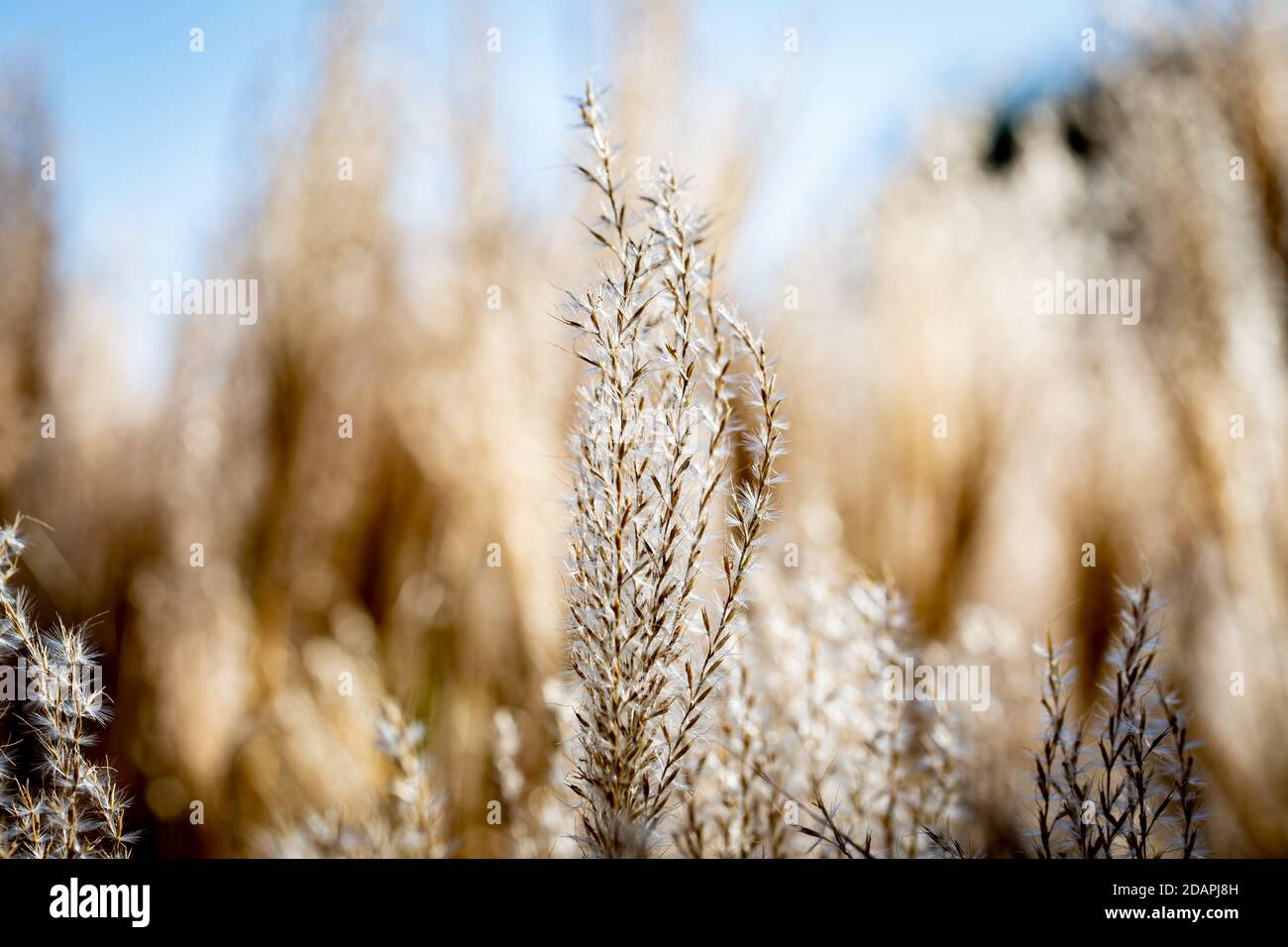 Field of silvergrass hi-res stock photography and images - Alamy