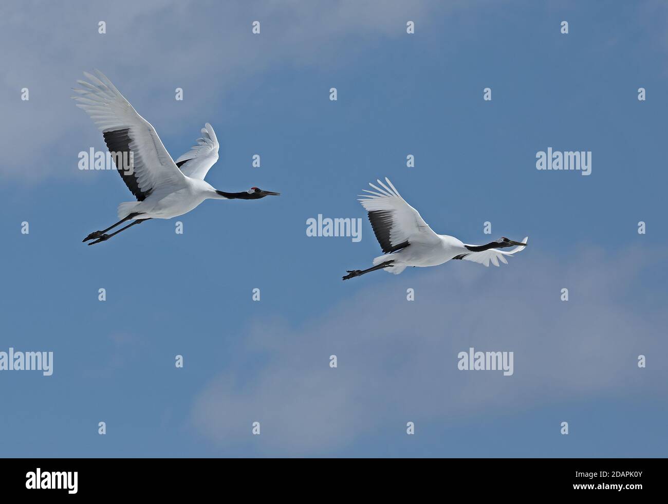 Japanese crane in flight hokkaido hi-res stock photography and images ...