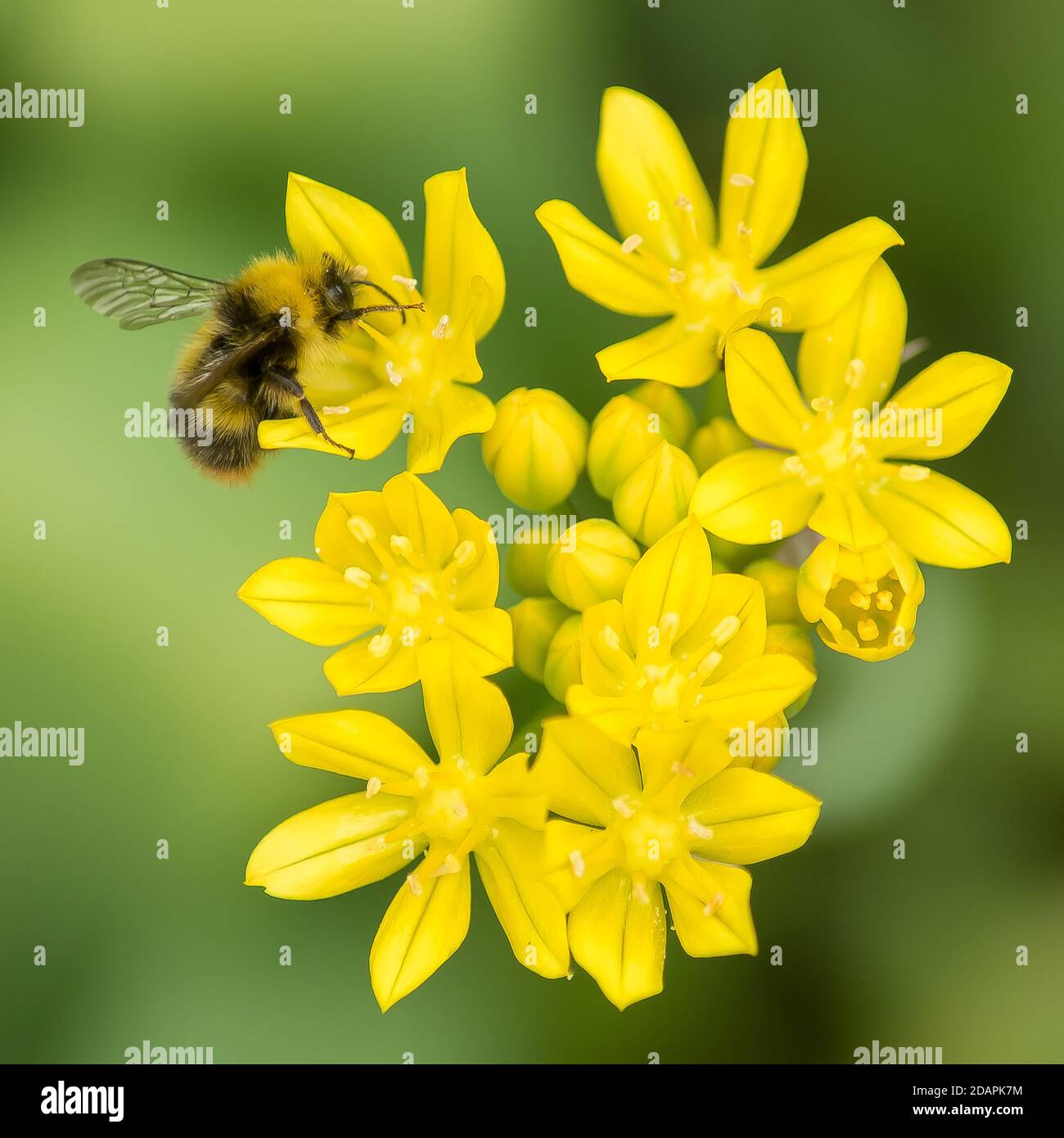 Resting and feeding hi-res stock photography and images - Alamy