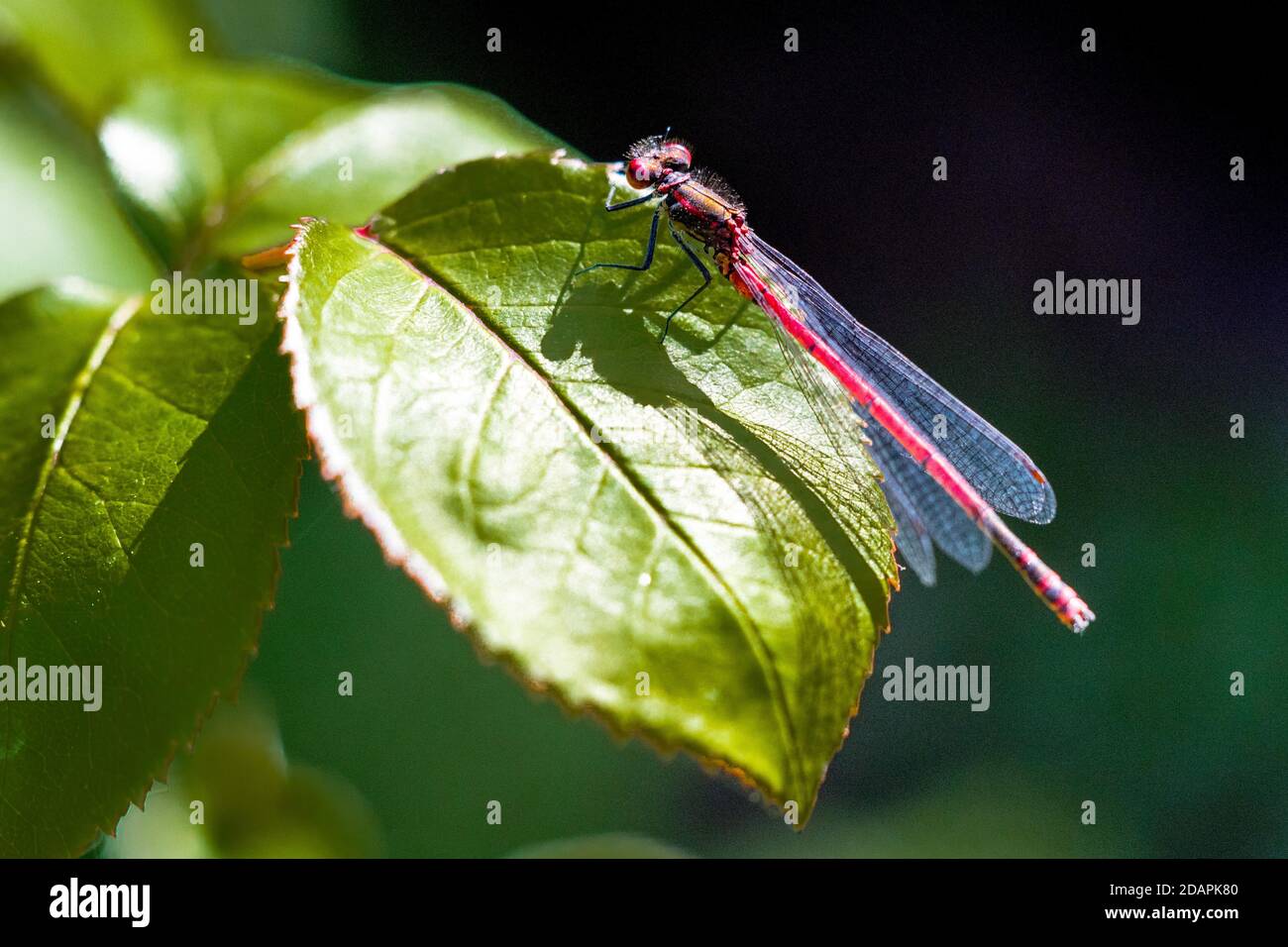 Red Damselfly Dragonfly on Green Leaf Stock Photo - Alamy