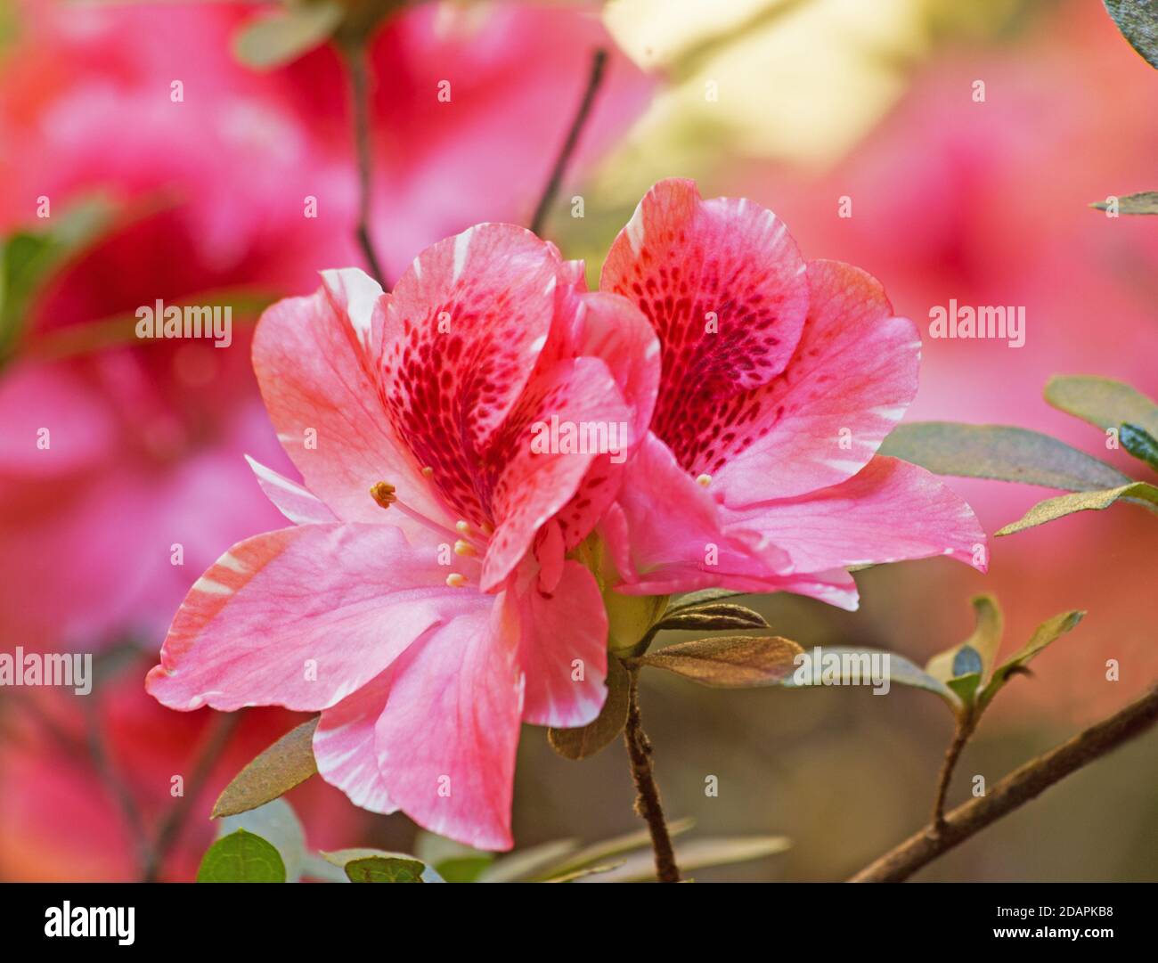 Azalea plant hi-res stock photography and images - Alamy