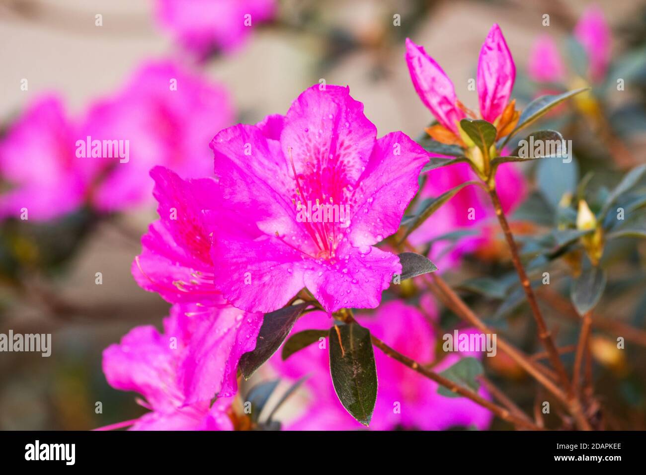 Azaleas bloom hi-res stock photography and images - Alamy