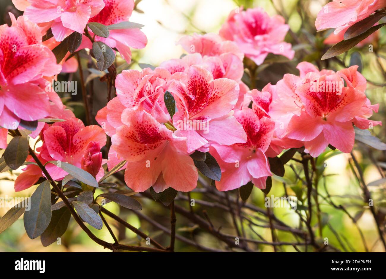 Azaleas bloom hi-res stock photography and images - Alamy